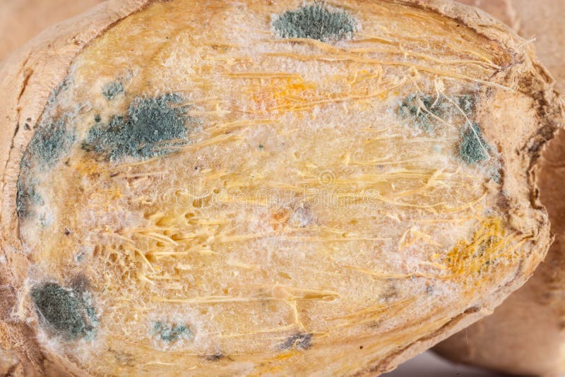 720 Moldy Skin Stock Photos - Free & Royalty-Free Stock Photos from ...