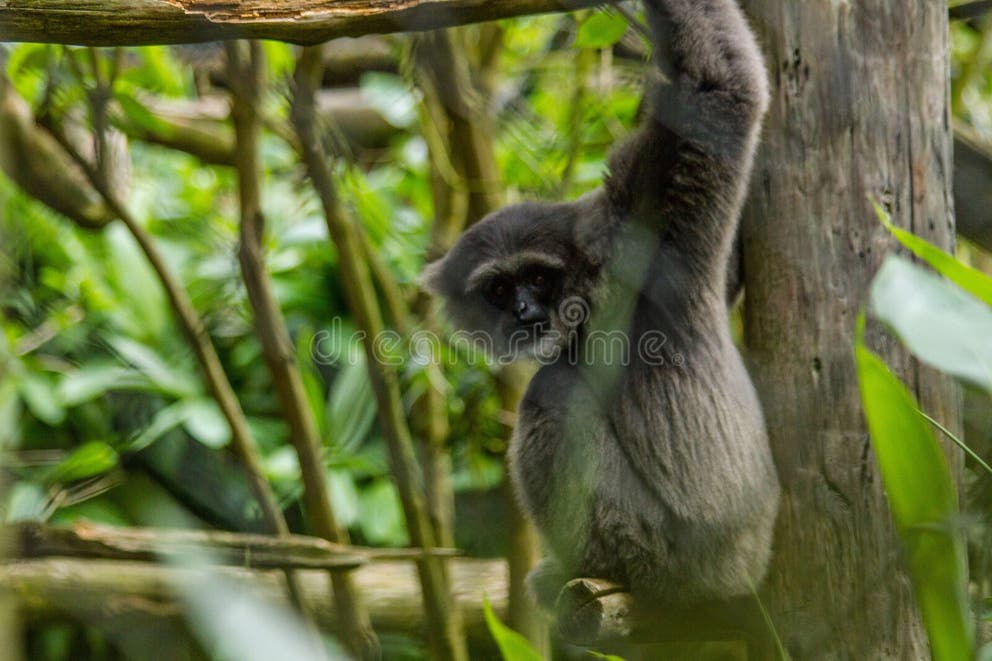 Closeup of a Moloch Gibbon Hanging from the Tree Stock Image - Image of ...