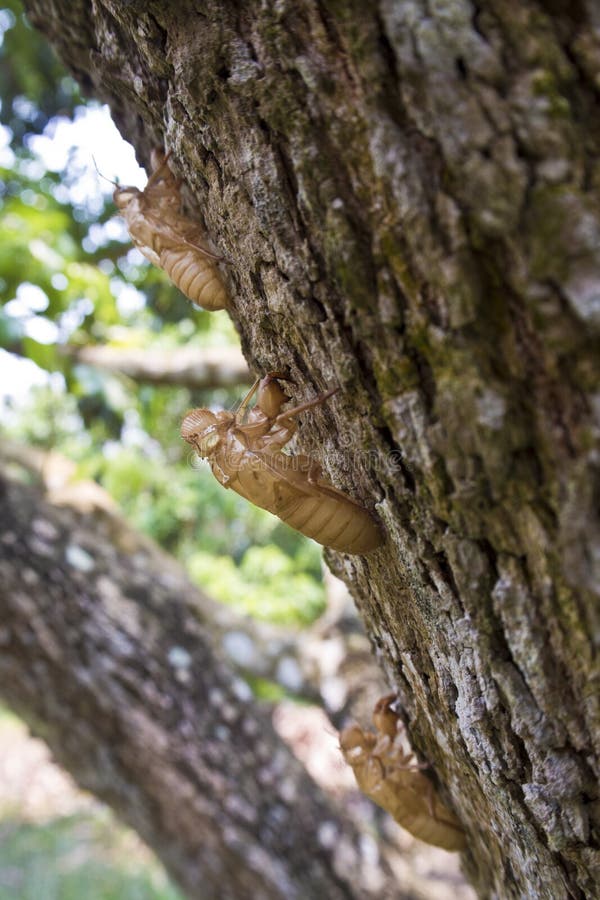 Molt of Cicada on Tree Bark Stock Image - Image of closeup, cloak ...