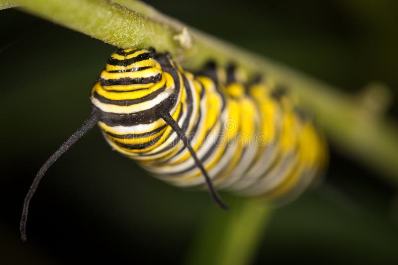 Closeup of Monarch Caterpillar Stock Photo - Image of yellow, nature ...