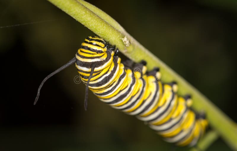 Closeup of Monarch Caterpillar Stock Image - Image of nature, closeup ...