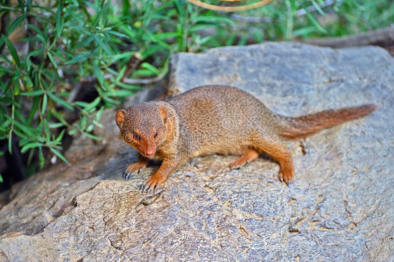 Closeup of a Mongoose & X28;Herpestidae& X29; on a Huge Stone Under ...