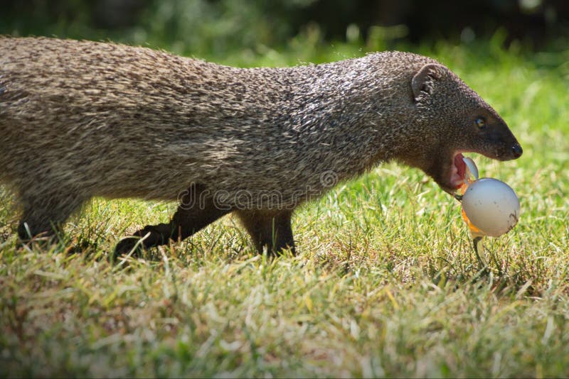 Closeup of a Mongoose Holding an Egg in a Forest on a Sunny Day in ...