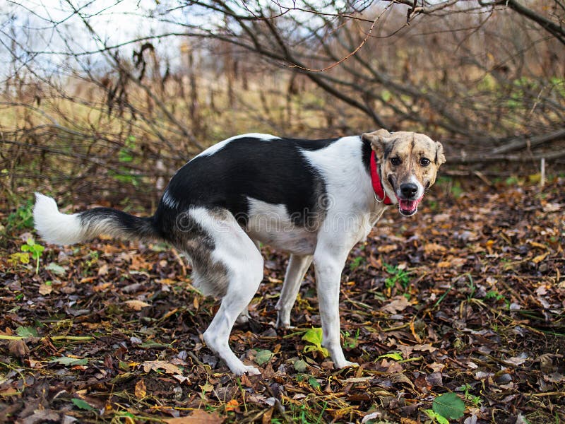 Closeup of a Mongrel Dog Pooping Outdoors Stock Image - Image of ...