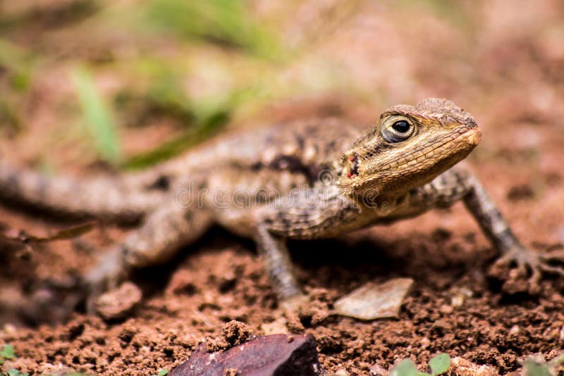 Closeup of a Monito Gecko Lizard in the Wilderness Stock Photo - Image ...