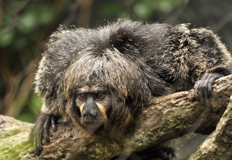 Closeup of monkey stock photo. Image of hair, daytime - 11595538