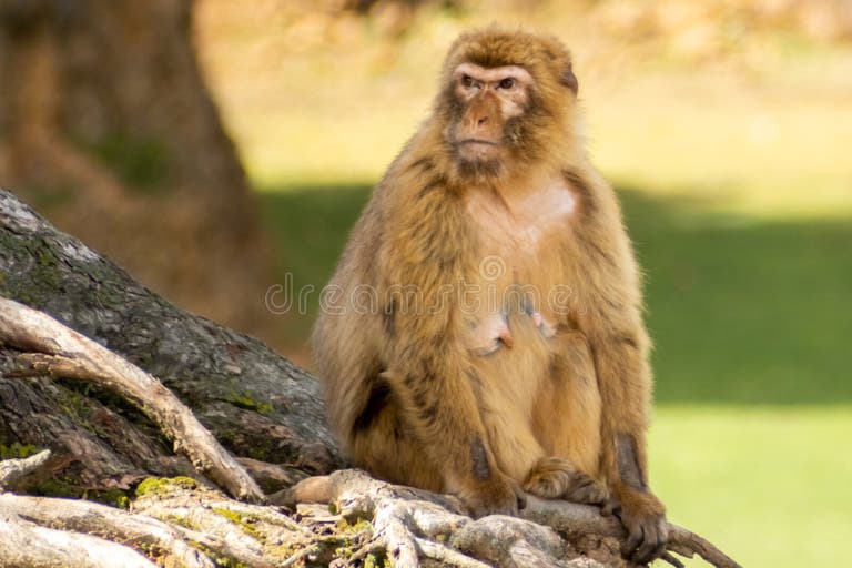 Closeup of a Monkey with Angry Face Stock Photo - Image of monkey ...