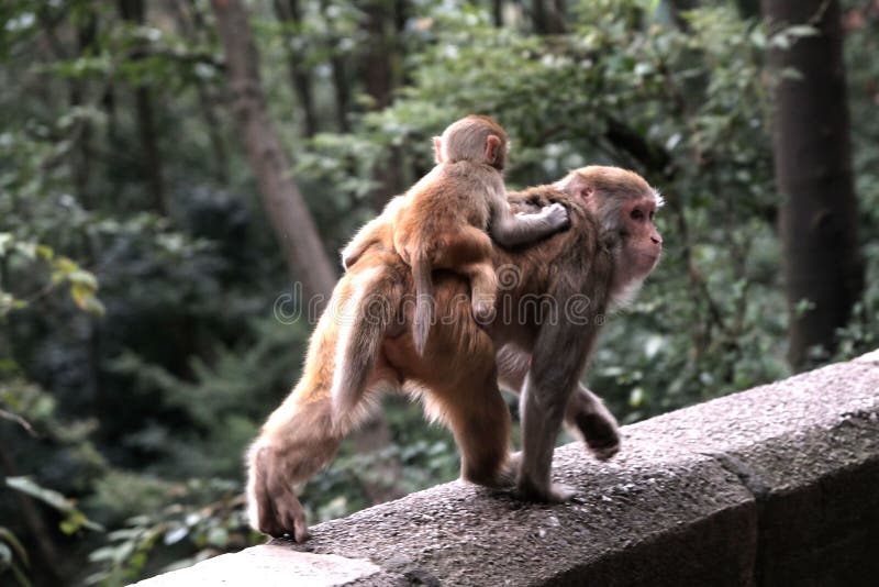 Closeup of a Monkey Carrying a Baby on Its Back Stock Photo - Image of ...