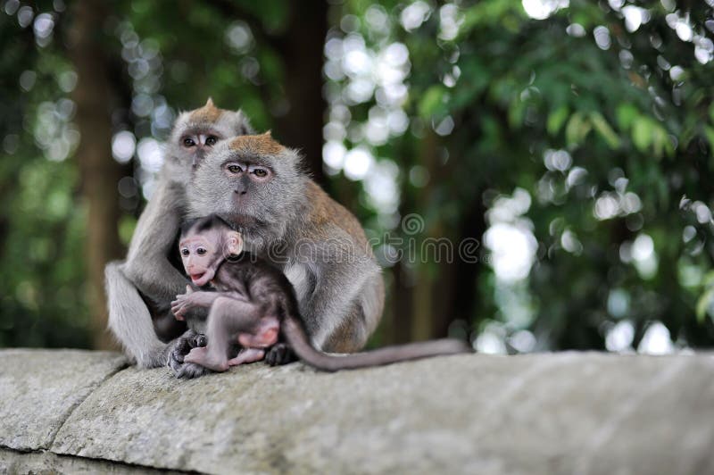 Closeup of a Monkey Family in a Forest Stock Photo - Image of safari ...