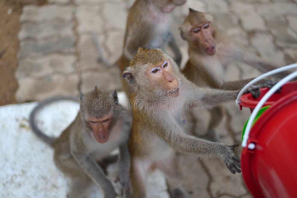 Closeup monkey stock image. Image of closeup, look, hungry - 56964327