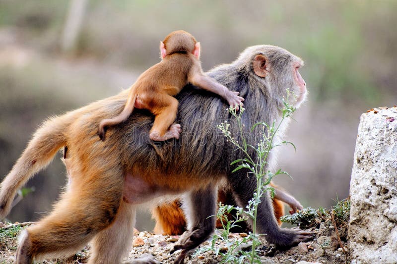 Closeup of a Monkey with Its Baby on Its Back Stock Image - Image of ...