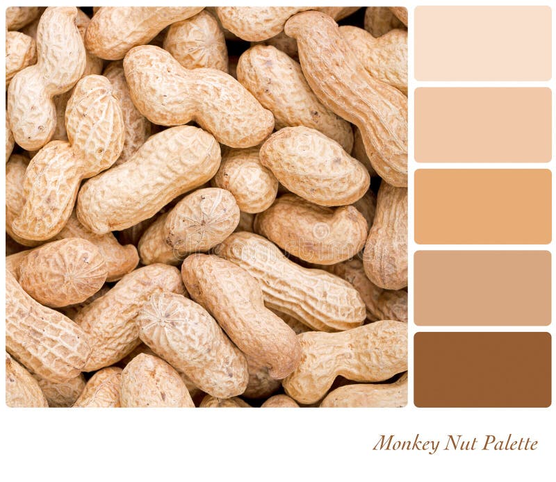 Monkey Nut Palette stock photo. Image of colour, complimentary - 247635758