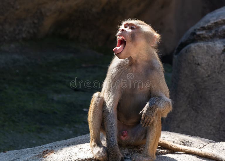 Closeup of a Monkey Screaming, Perched on a Rock in a Zoo Stock Photo ...