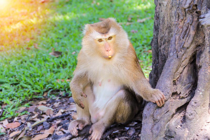 614 Monkey Under Tree Photos - Free & Royalty-Free Stock Photos from ...