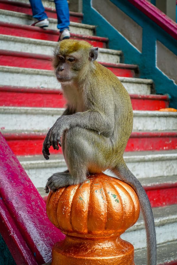 Closeup of Monkey and Her Baby in Batu Caves, Malaysia Stock Photo ...