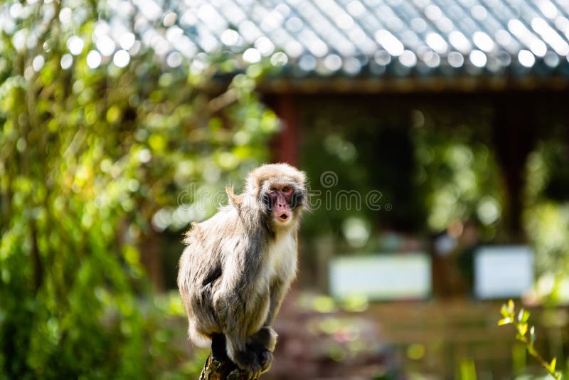 Closeup of a Monkey on a Tree Log in a Park in Sunlight Stock Image ...