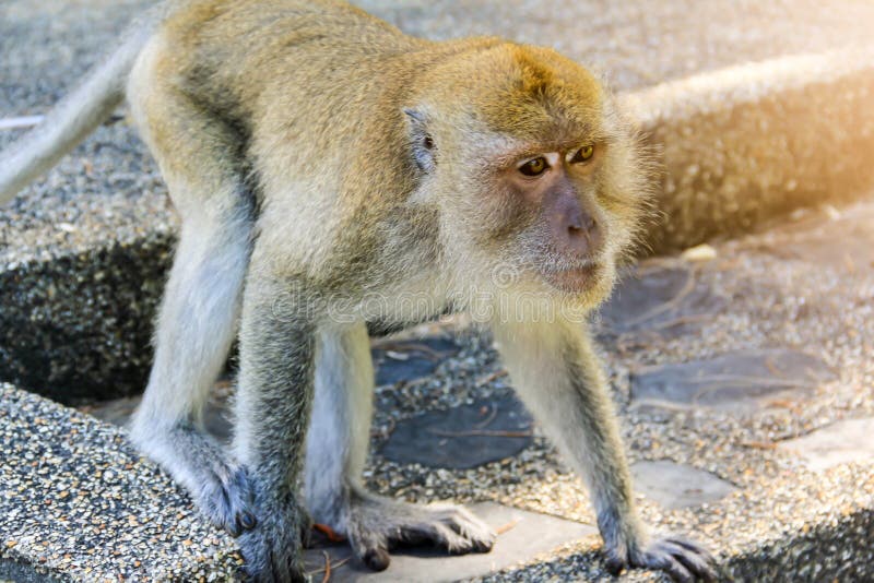 Closeup monkey walking stock image. Image of eating, jungle - 94027411