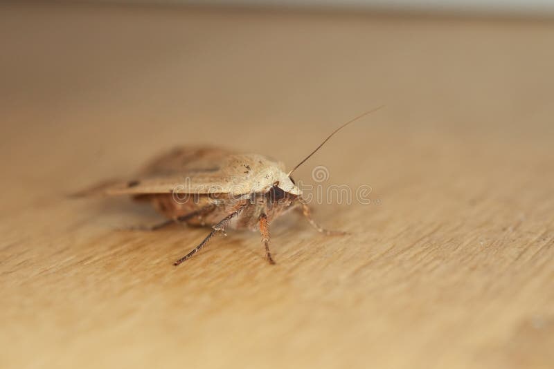 Closeup of month stock image. Image of animal, moth - 259593521