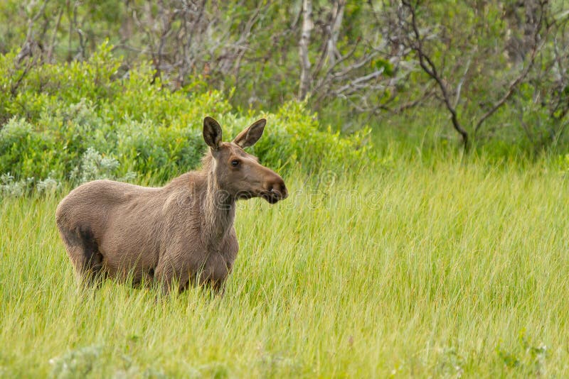 Closeup of a Moose in the Fields of Norway during Daylight Stock Image ...