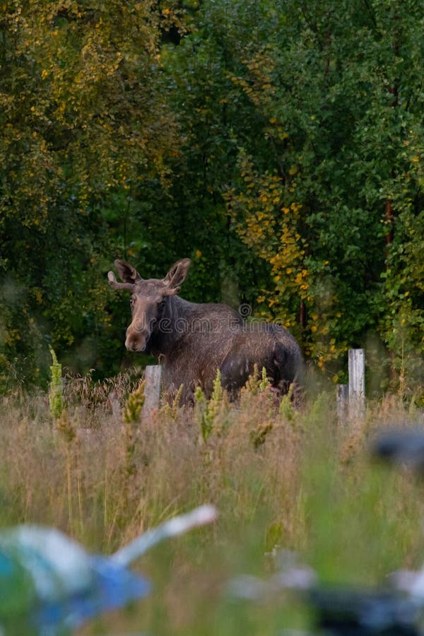 Closeup of Moose in the Middle of Field Stock Image - Image of trees ...