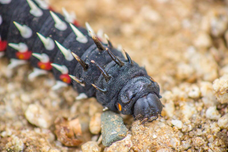 Closeup of a mopani worm stock photo. Image of flower - 179227092
