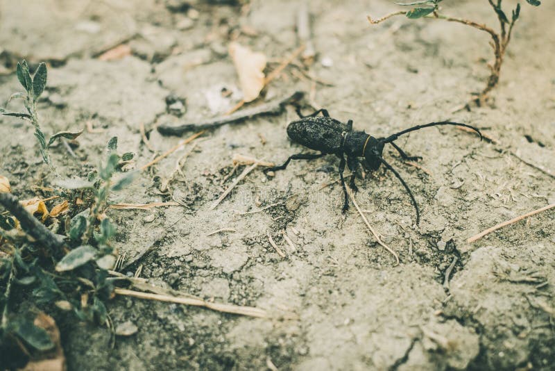 Closeup of a Morimus Asper on a Dry Ground Stock Photo - Image of ...