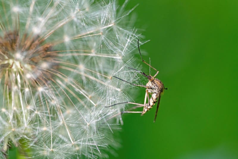 Closeup of a Mosquito Sitting on a Dandelion. Stock Image - Image of ...