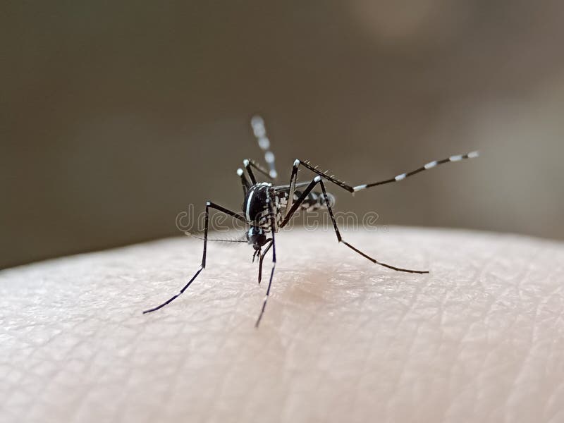 CloseUp of Mosquitoes on My Hand Stock Photo - Image of animal, nature ...