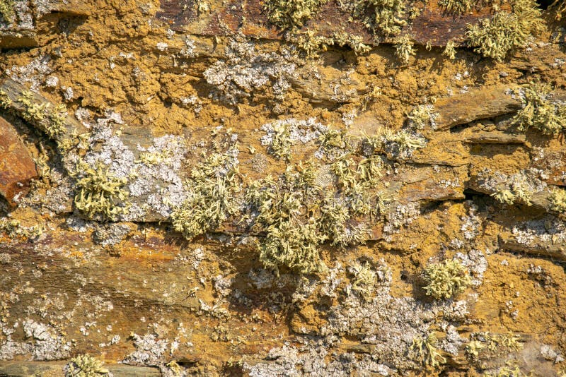 Closeup of the Moss-covered Cliffs Captured during the Daytime Stock ...