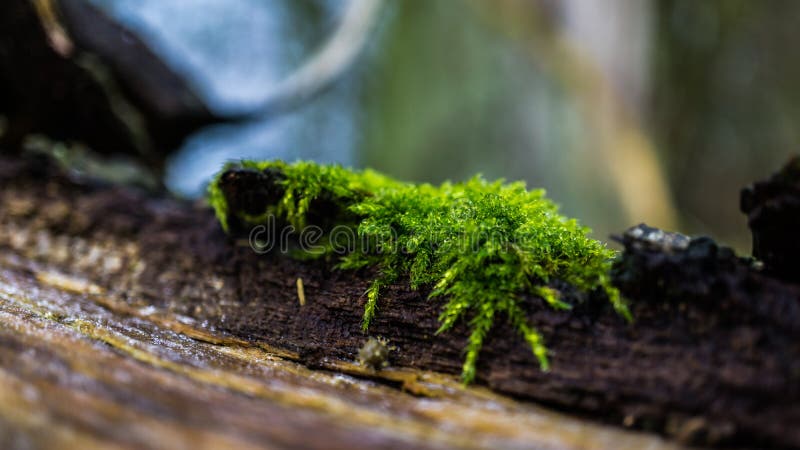 Moss on Dead Tree Branches stock photo. Image of branch - 29958536