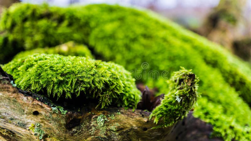 Closeup of Moss on a Dead Tree Stem Stock Photo - Image of outdoor ...