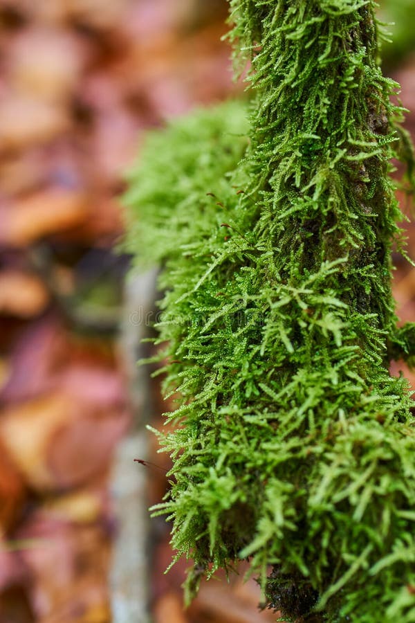 Closeup of moss stock image. Image of colorful, leaf - 133152393