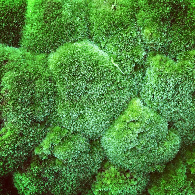 Closeup moss stock photo. Image of natural, green, light - 52579982