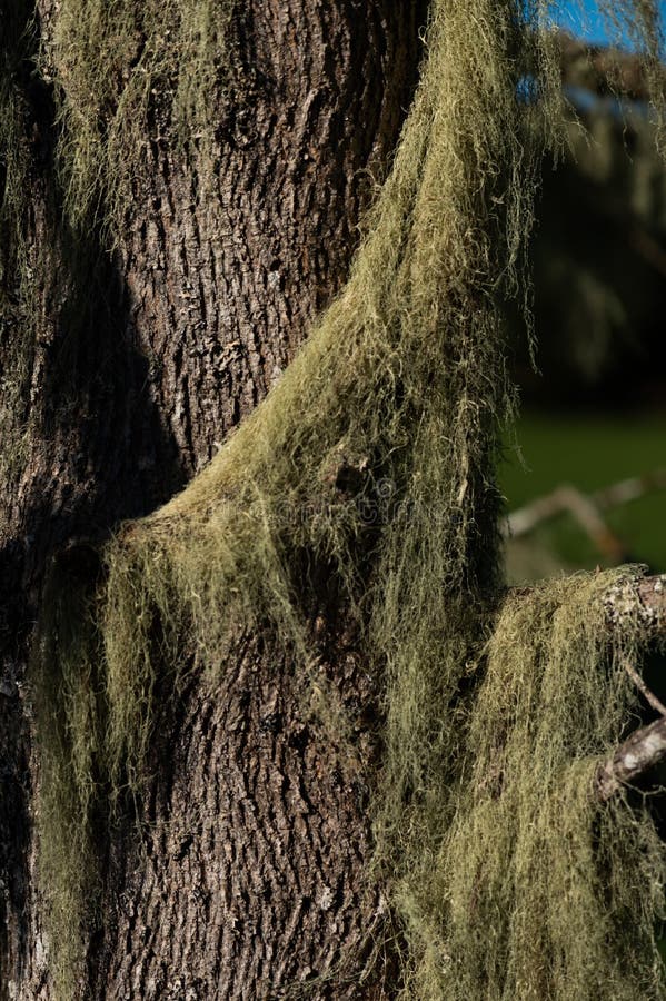 Closeup of Moss Hanging Off Tree Stump Stock Photo - Image of trees ...