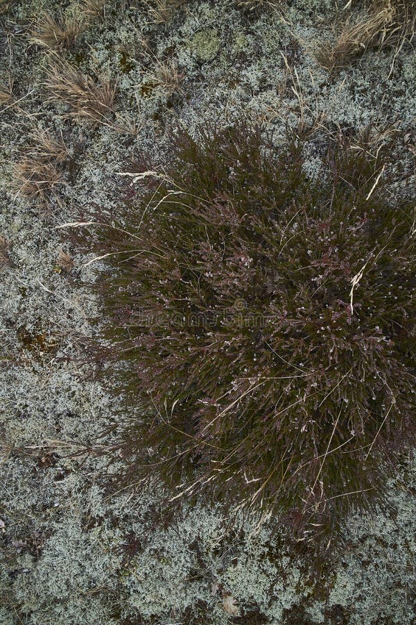 Moss and Heather on the Ground Stock Photo - Image of plant, heather ...