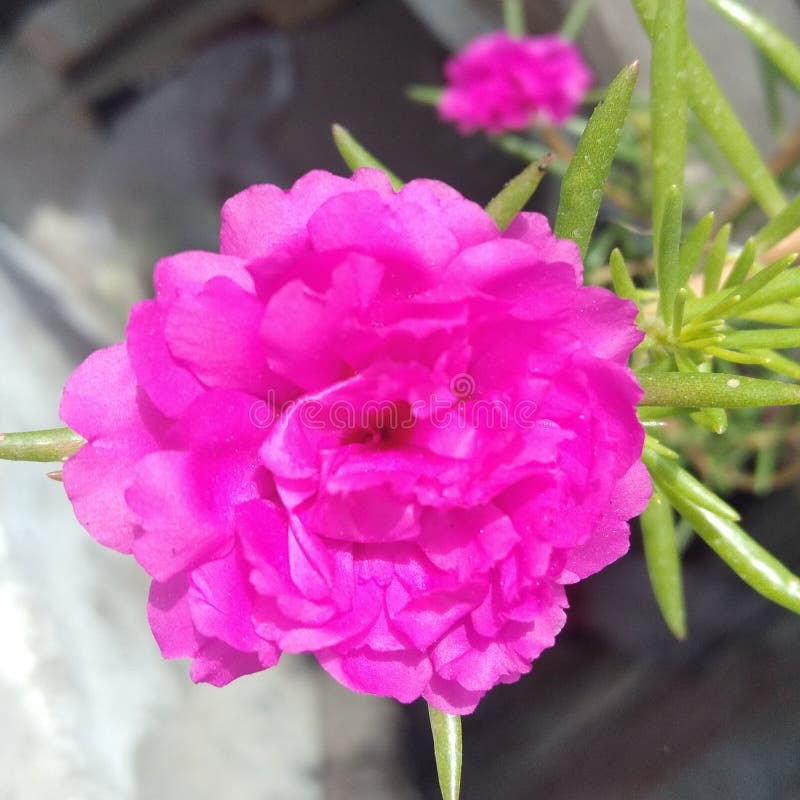 Closeup of Moss Rose Pink Flower. Stock Vector - Illustration of pink ...