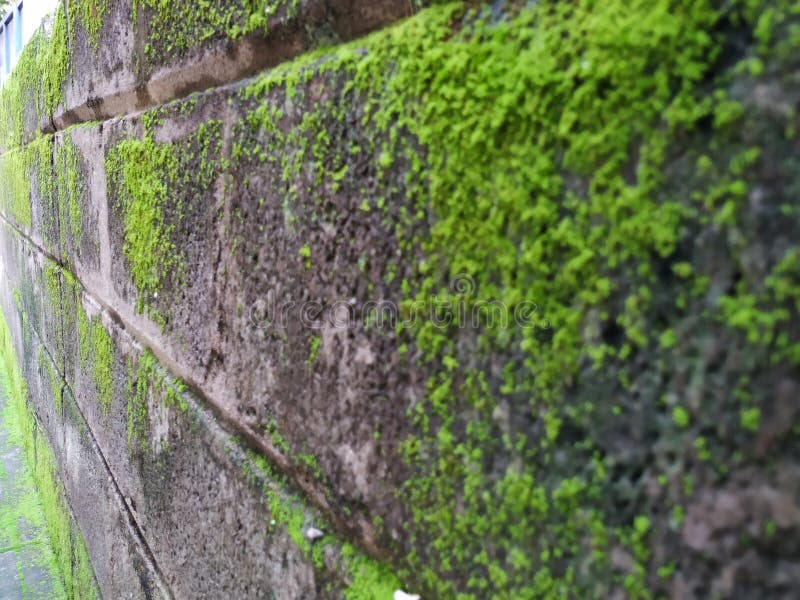 Moss and Small Plants on a Compound Wall during Rainy Season Stock ...
