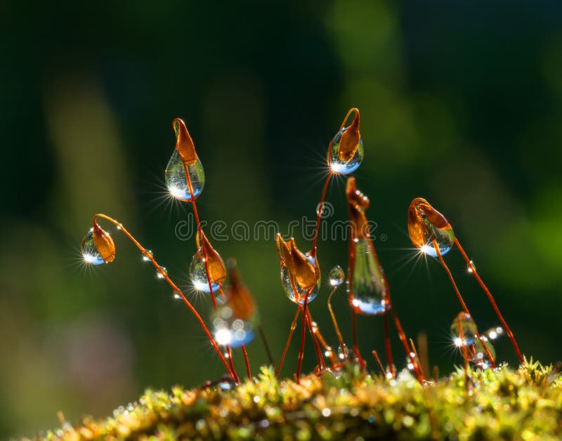 Closeup Moss with Sun Beams in Forest Stock Image - Image of revival ...
