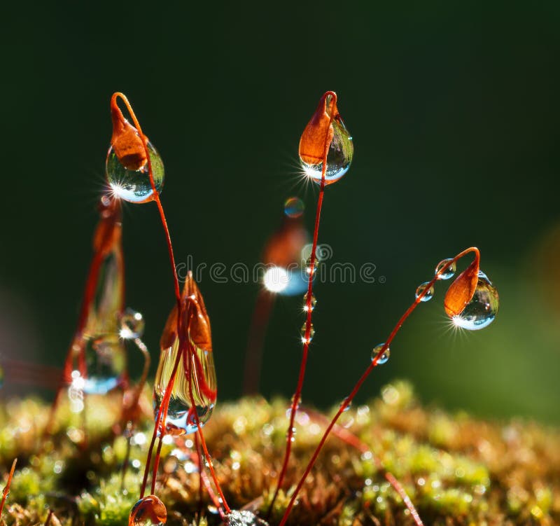 Closeup Moss with Sun Beams in Forest Stock Image - Image of mountain ...