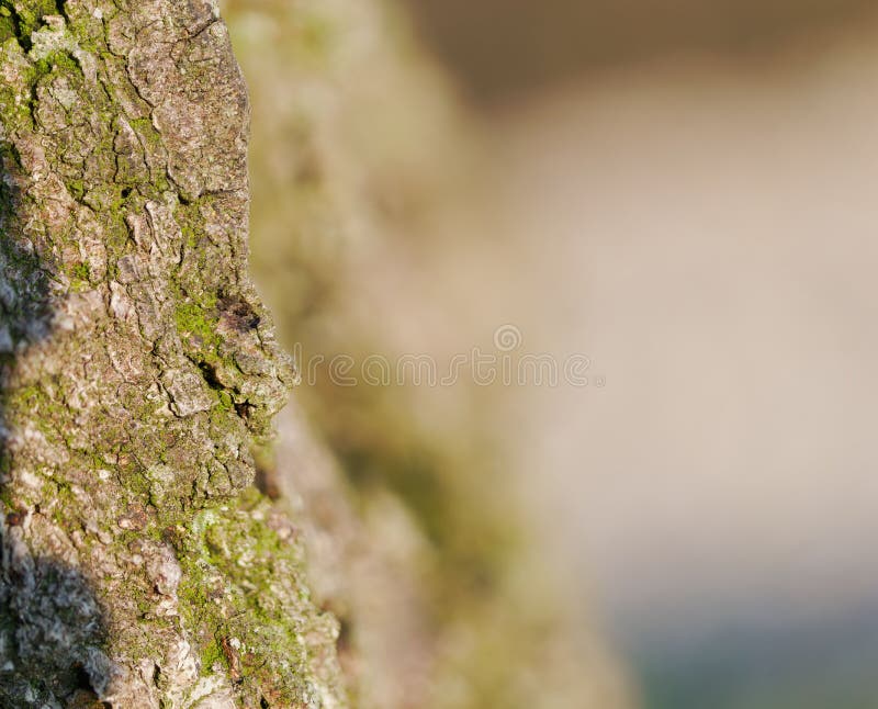 Closeup of Moss on a Tree Bark Stock Photo - Image of bark, background ...