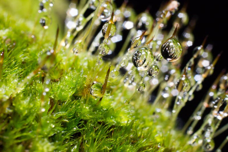 Closeup Moss Forest Drop Water Stock Image - Image of grass, nature ...