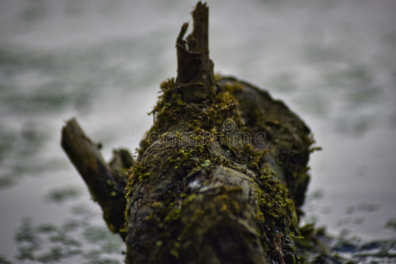 Closeup of a Mossy Tree Log in Water Stock Image - Image of shallow ...