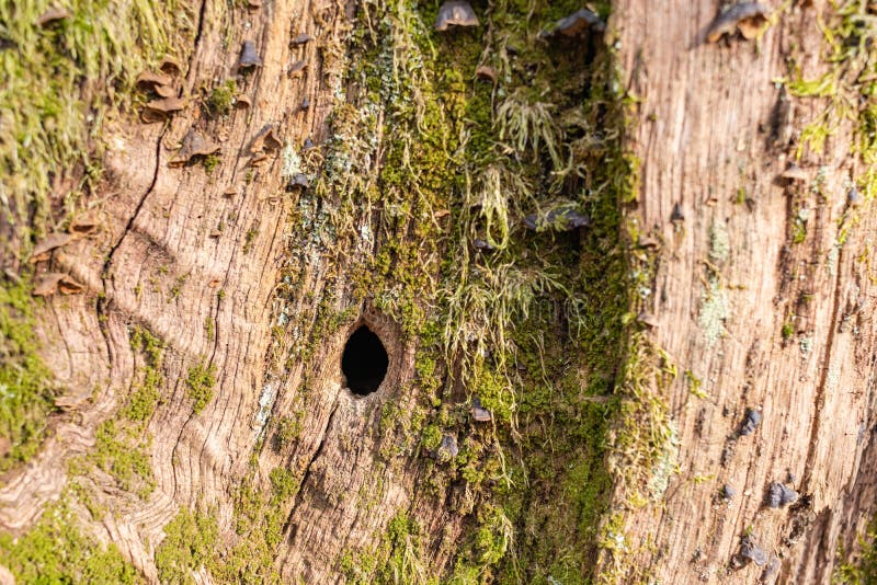 Closeup of a Mossy Tree Stump in a Forest. Backgrounds. Texture of ...