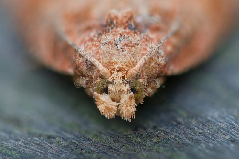 Closeup Moth from Front Views Stock Image - Image of nature, moth ...