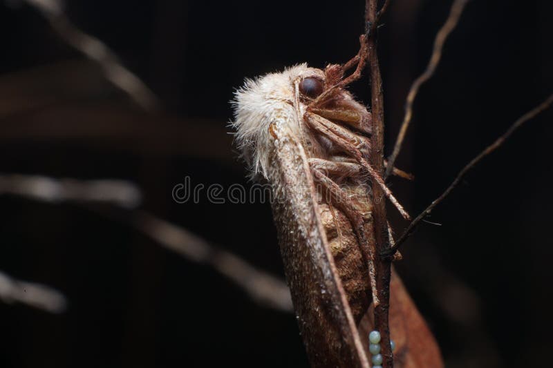 Closeup of a Moth Laying Eggs on a Dried Plant in a Field Stock Image ...