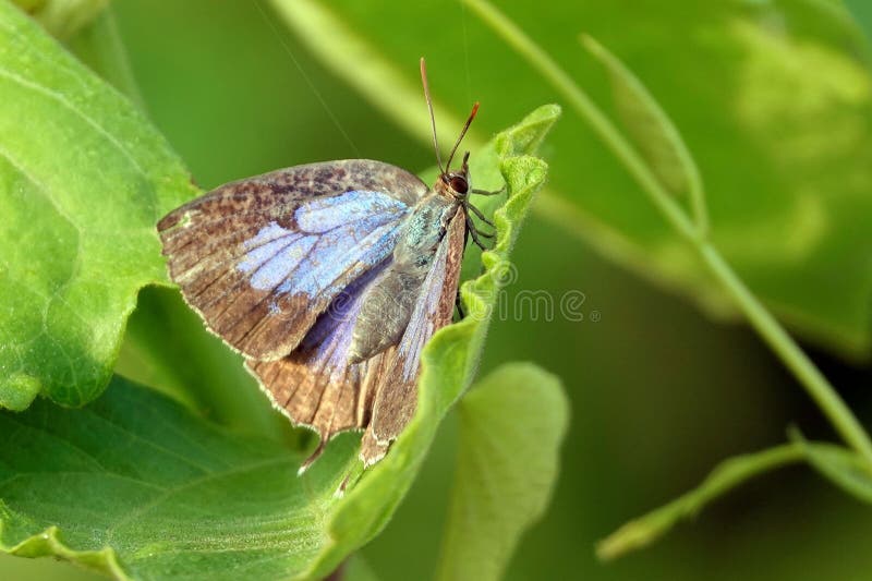 Closeup of a Moth Perched on a Bright Green Leaf Stock Photo - Image of ...