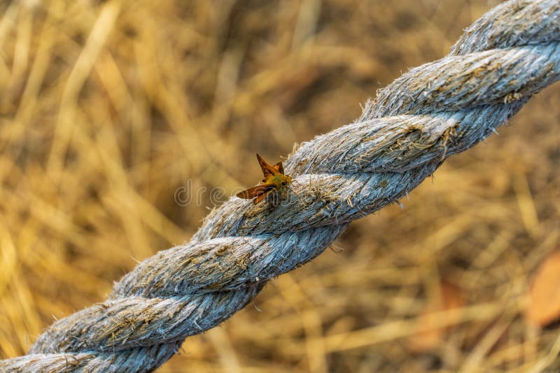 Perched Moth on the Stone Wall Stock Image - Image of insect, wall ...