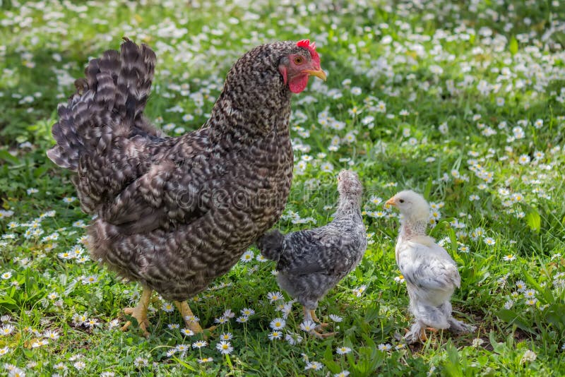 Closeup of a Mother Chicken and Two Chicken Stock Photo - Image of ...