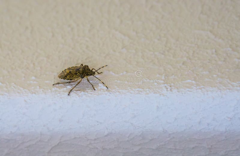 Closeup of a Mottled Shield Bug, a Common Stink Bug in Europe that ...