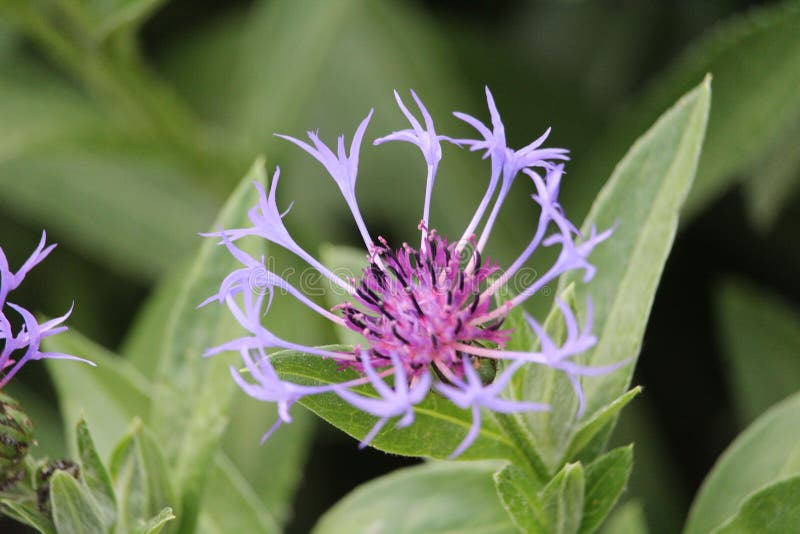 Closeup of Mountain Bluet with Green Leaves in the Background Stock ...